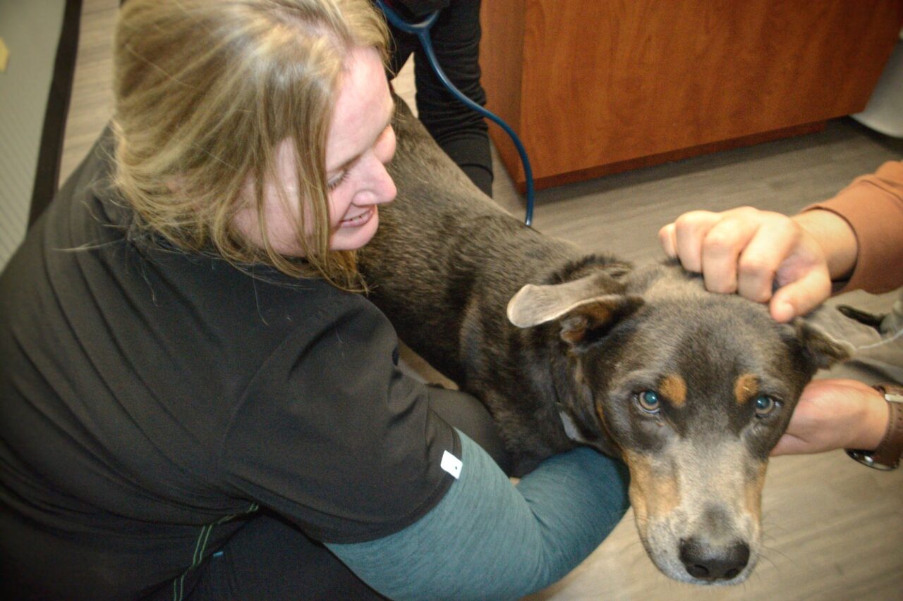 Photo Gallery For Veterinary Care | Mission Animal Clinic